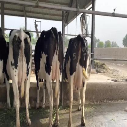 Cows Object Detection Dataset and Pre-Trained Model by Test