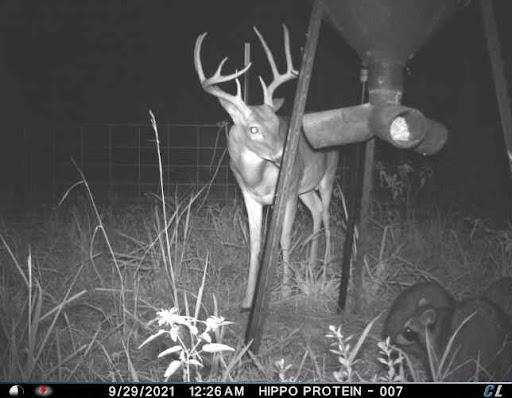 Trail Camera Fsod Egos Object Detection Dataset By Roboflow 20 Vl Fsod