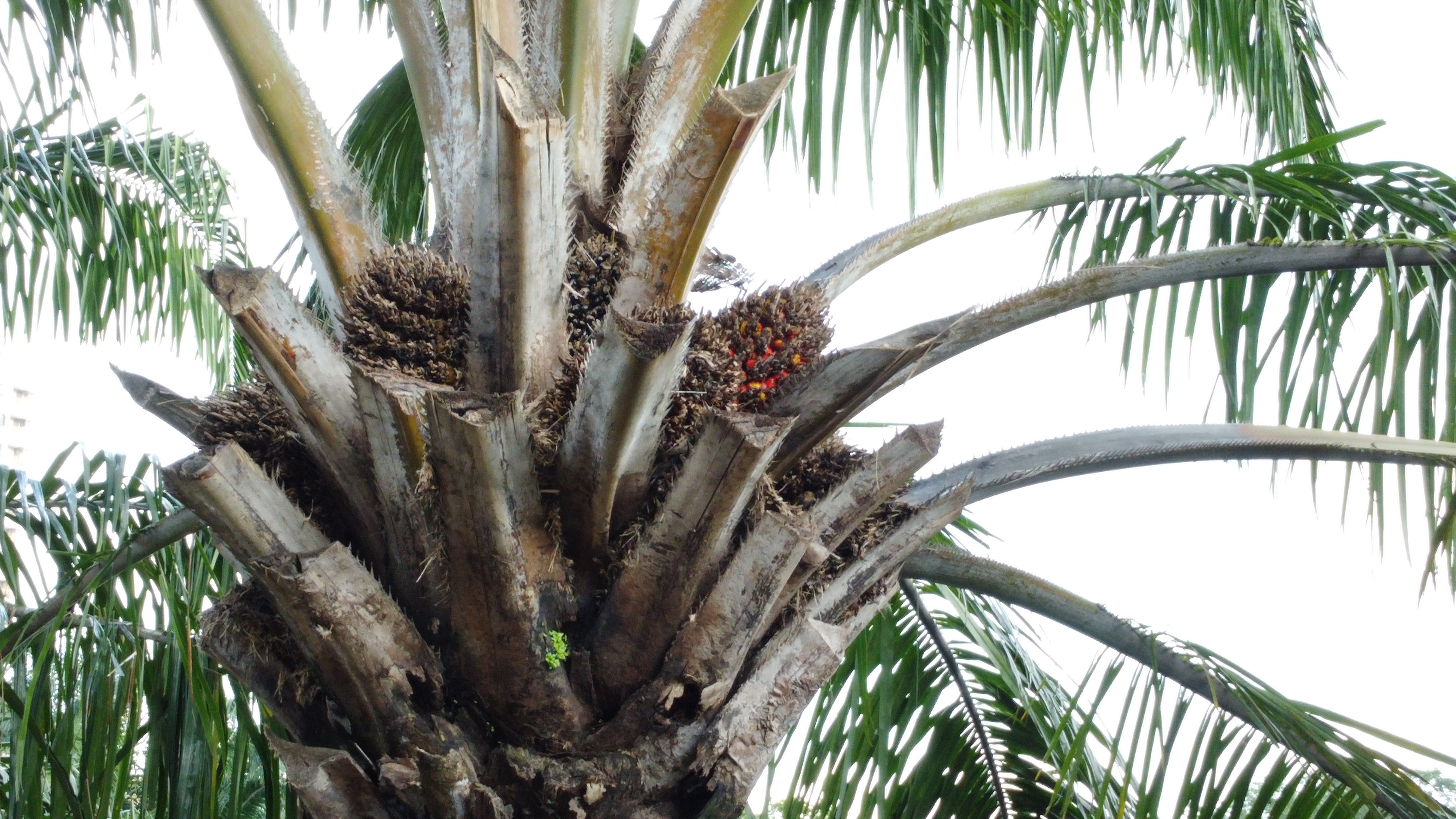 weather Object Detection Model (v4, 2025-06-05 12:48am) by ContinuousPalm