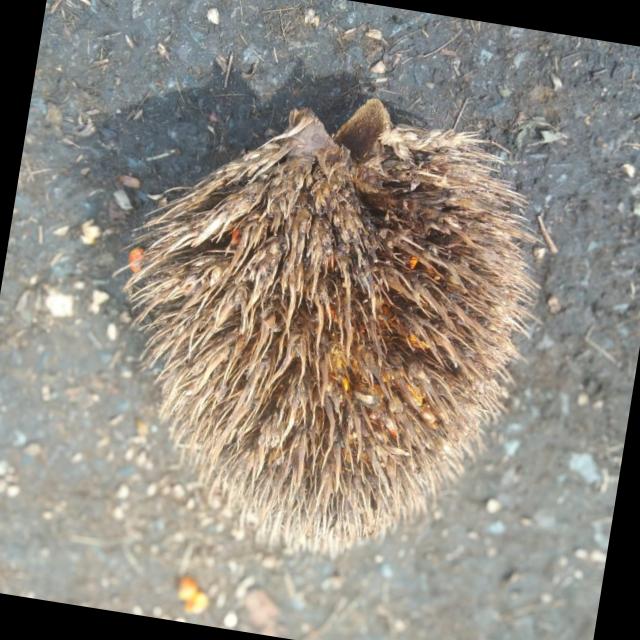 Finetuning Object Detection Dataset By Fine Tuning