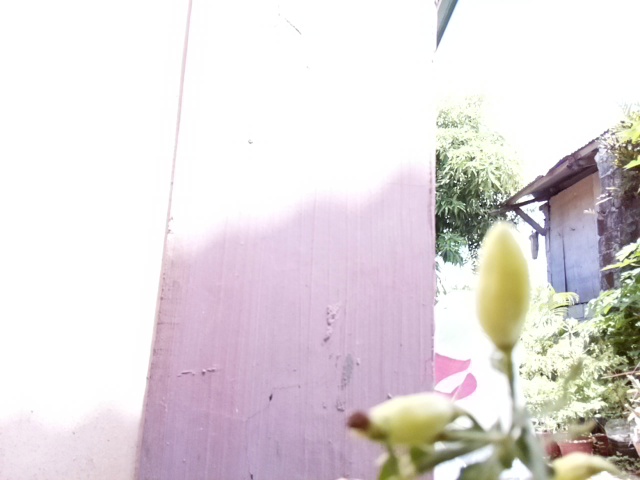 kulikot Instance Segmentation Model by ctu