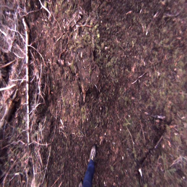 Rocks in forest Object Detection Dataset by new-workspace-amedq