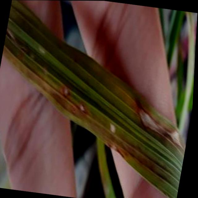 rice_disease Object Detection Dataset and Pre-Trained Model by dat