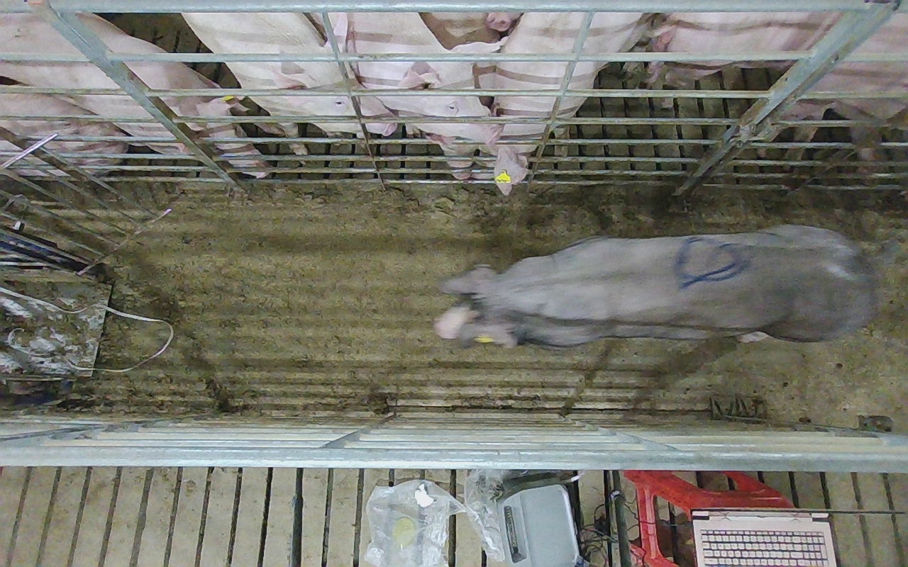 pig_back_keypiont Keypoint Detection Dataset by project-rnihu