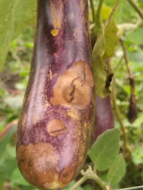 Fruit rot Object Detection Model by disease project