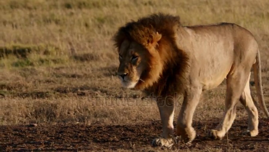 Lion Object Detection Model (v1, 2025-03-01 1:17am) by Zinnex