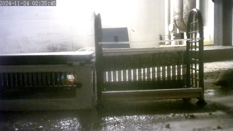 First Rat Detection Object Detection Dataset And Pre Trained Model By Data From Engineering