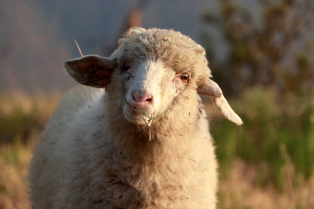 Sheep Segmentation Instance Segmentation Dataset by robo108