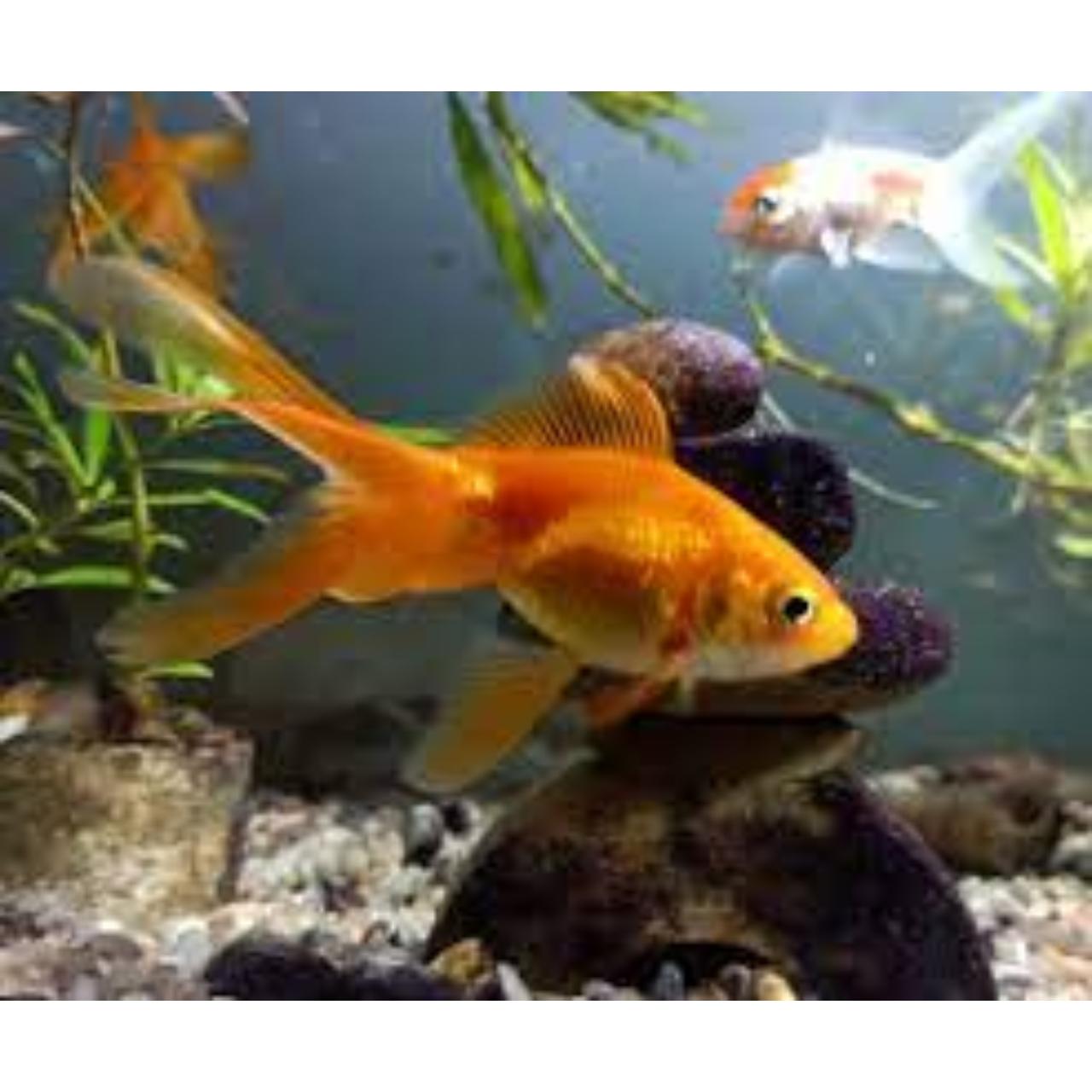 ObjectDectection (objectdectection-smpky) - Roboflow Universe