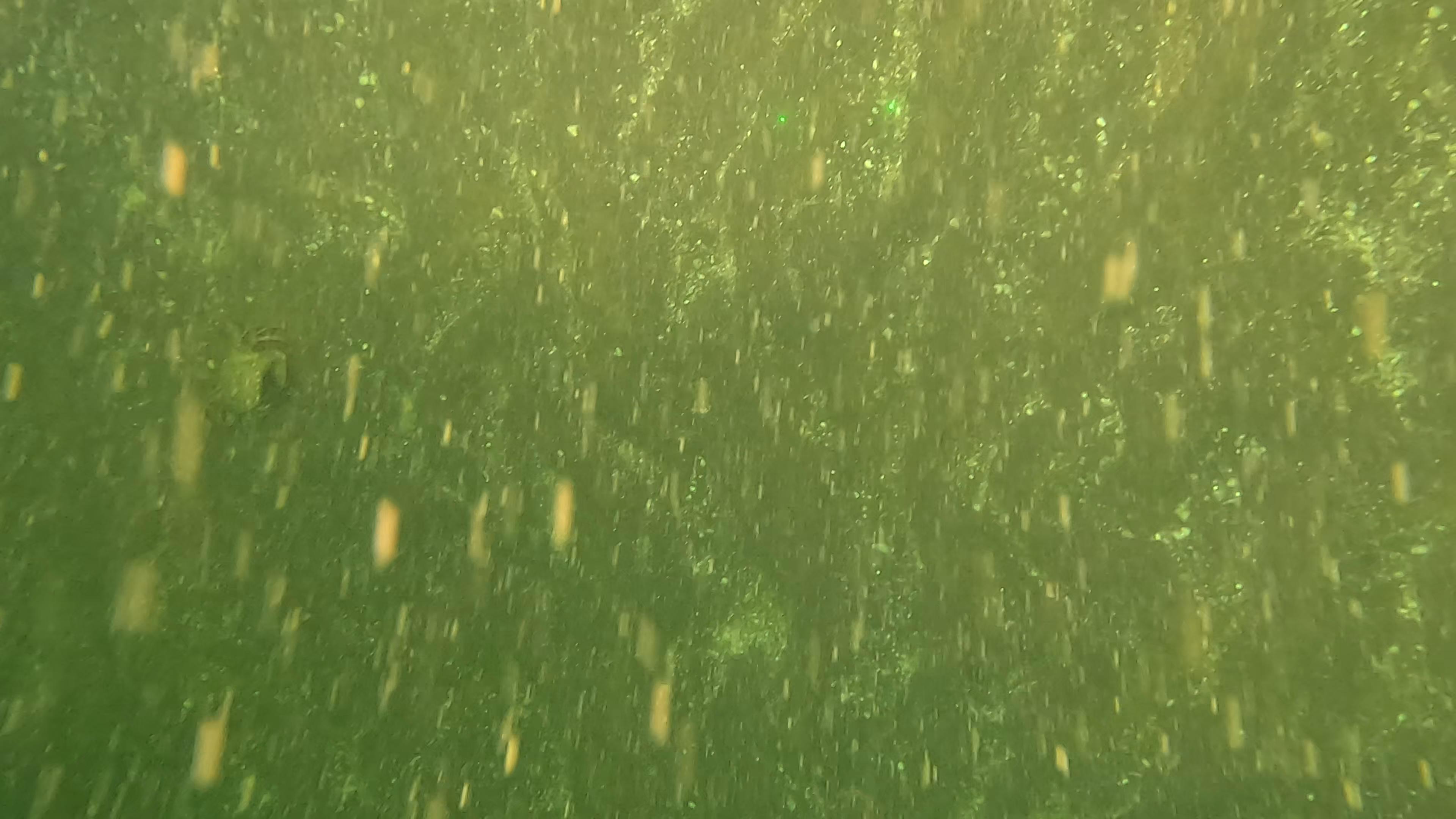 Lobster Crab Object Detection Dataset And Pre Trained Model By Hayamoto