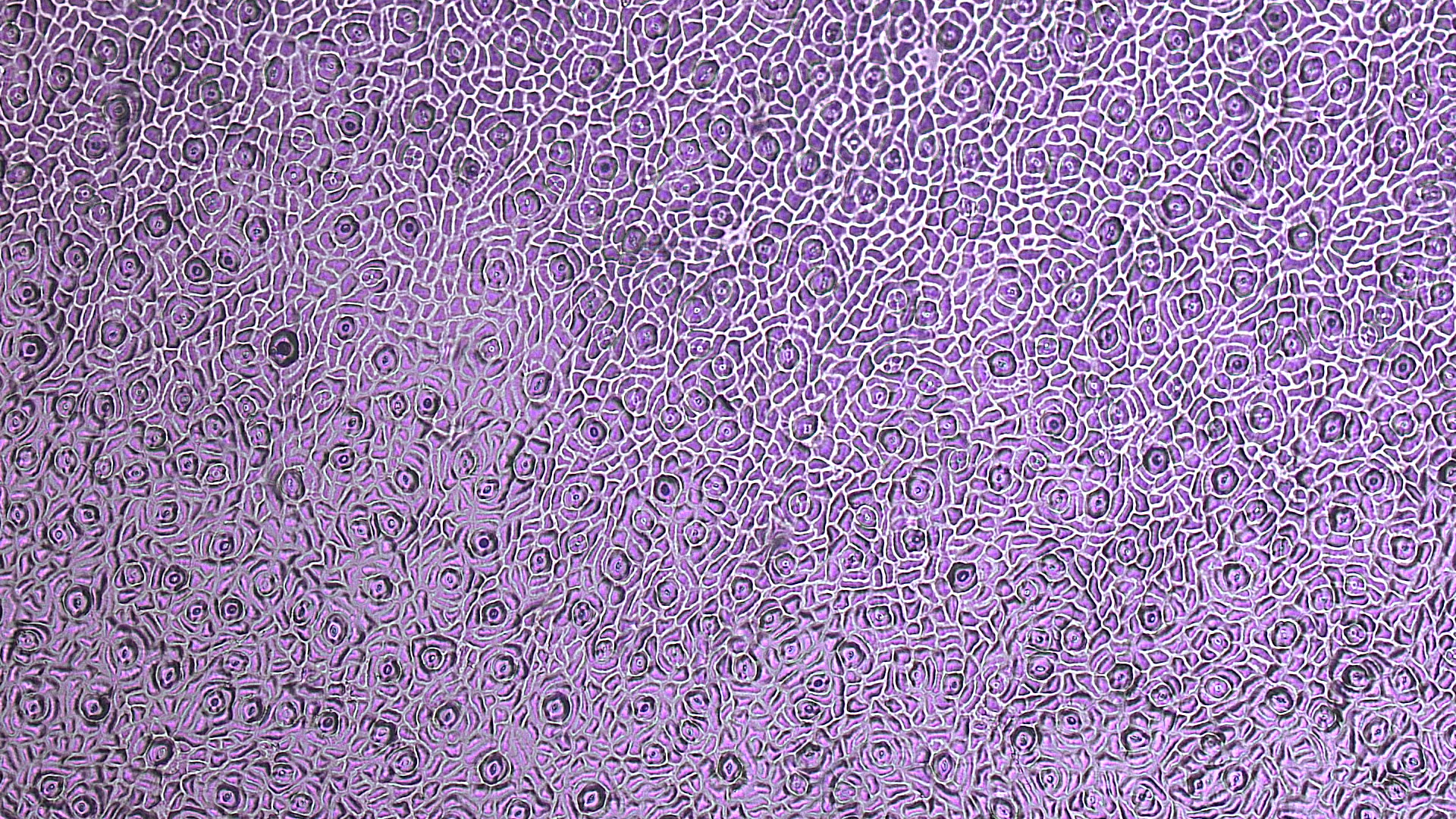 Stomacounter Object Detection Dataset And Pre Trained Model By Stomata Counter