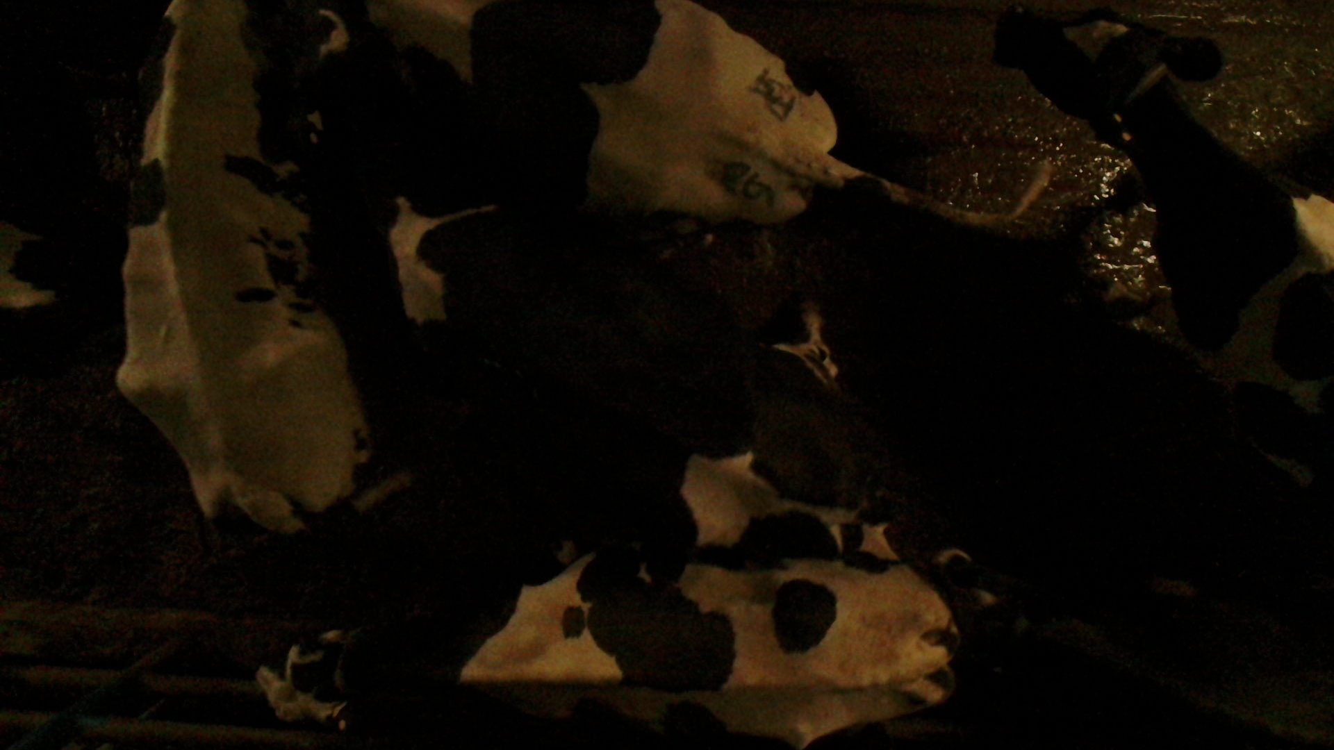 New Cows Count Classification Dataset by Cows Count