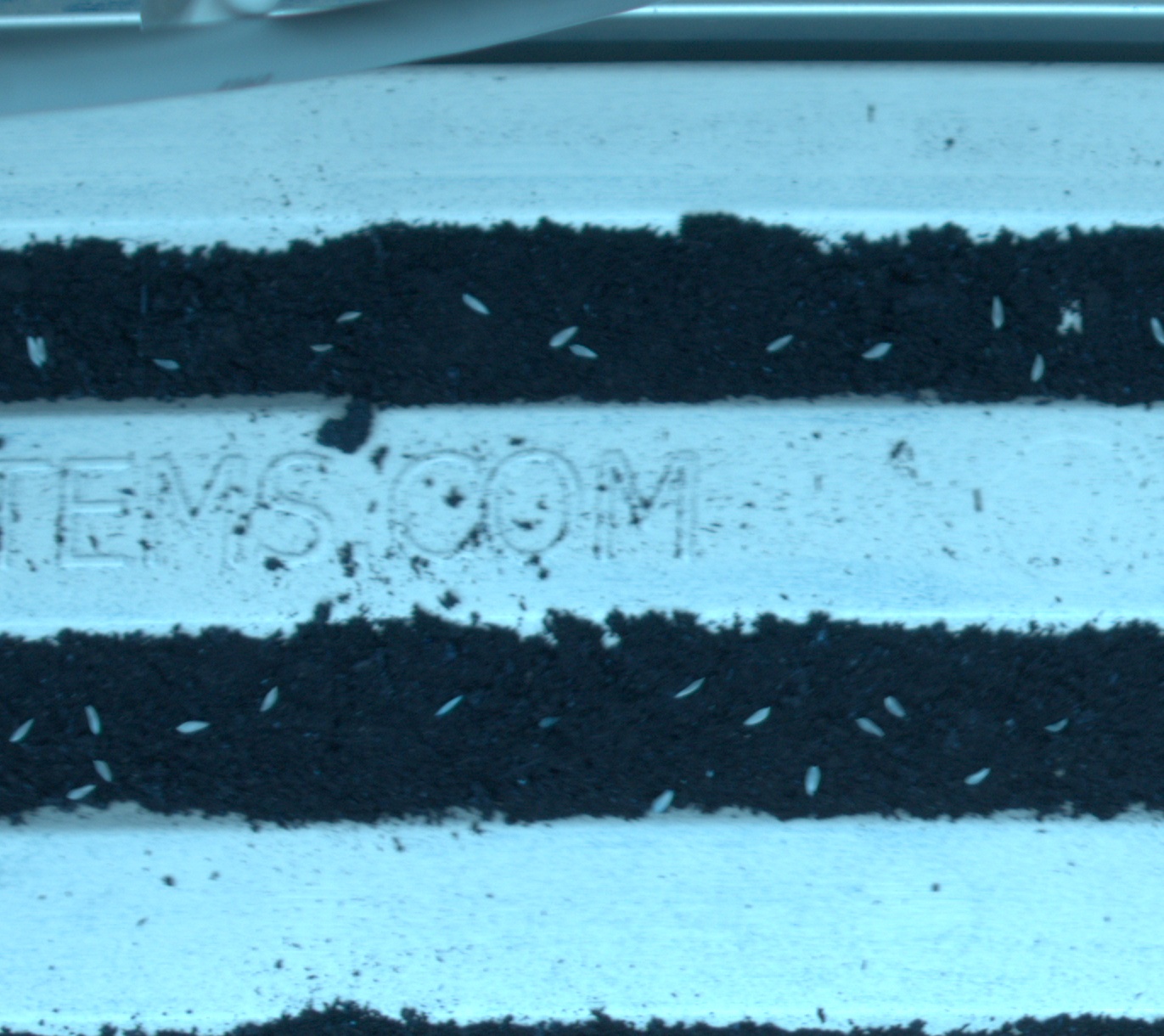 Seedcounter Object Detection Dataset by Plantlab