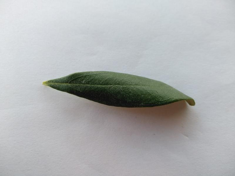 olive Classification Model by uranus