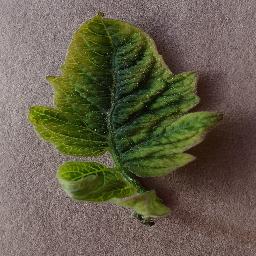 leaf Object Detection Dataset by ASD