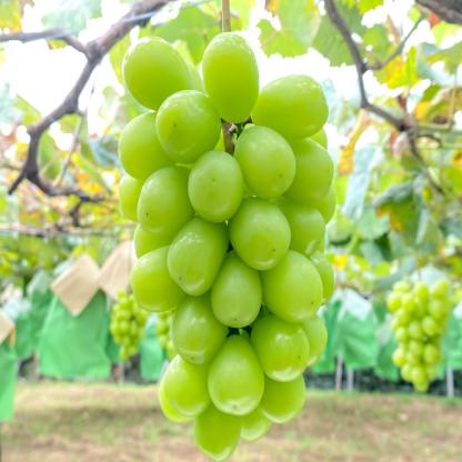 grape-grade-detection-granule Object Detection Dataset by Grapes