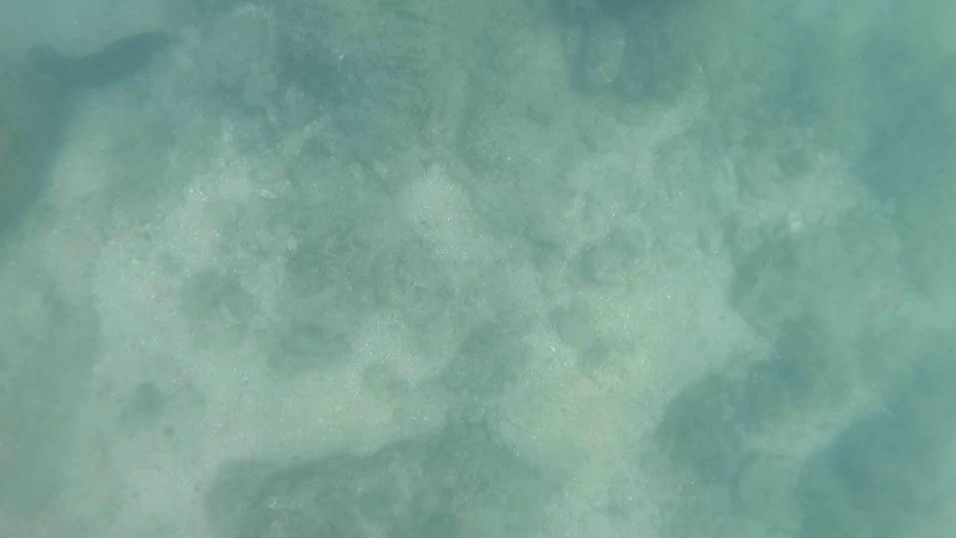 Sea Cucumber Detection Model Object Detection Dataset And Pre Trained 0283
