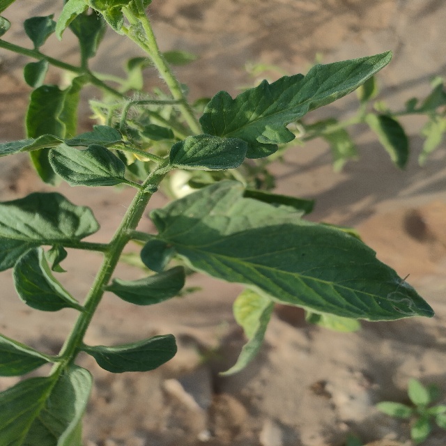 Tomato Village Diseases Object Detection Dataset By Tomatodiseases