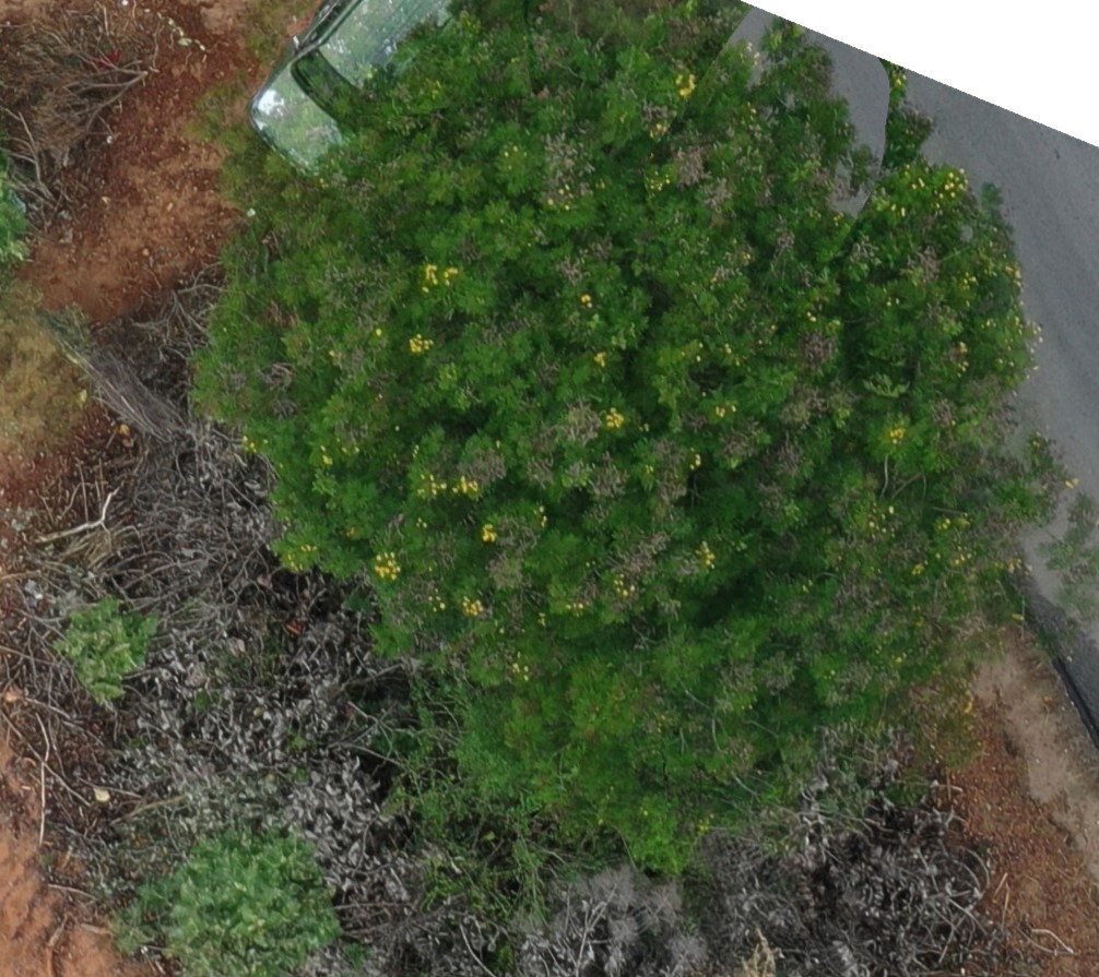 Farm Tree Detection Object Detection Dataset And Pre Trained Model By Sts