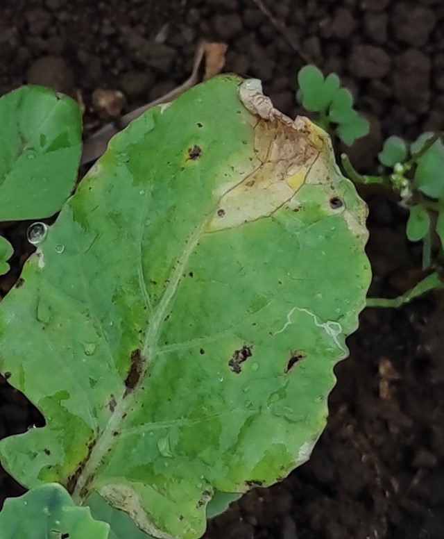 Hama Classification Model by Rai