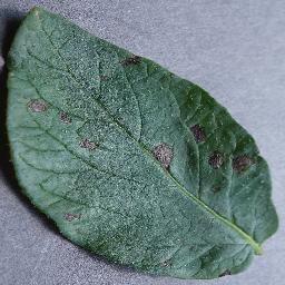 crop leaf disease prediction Object Detection Model by binayak dey