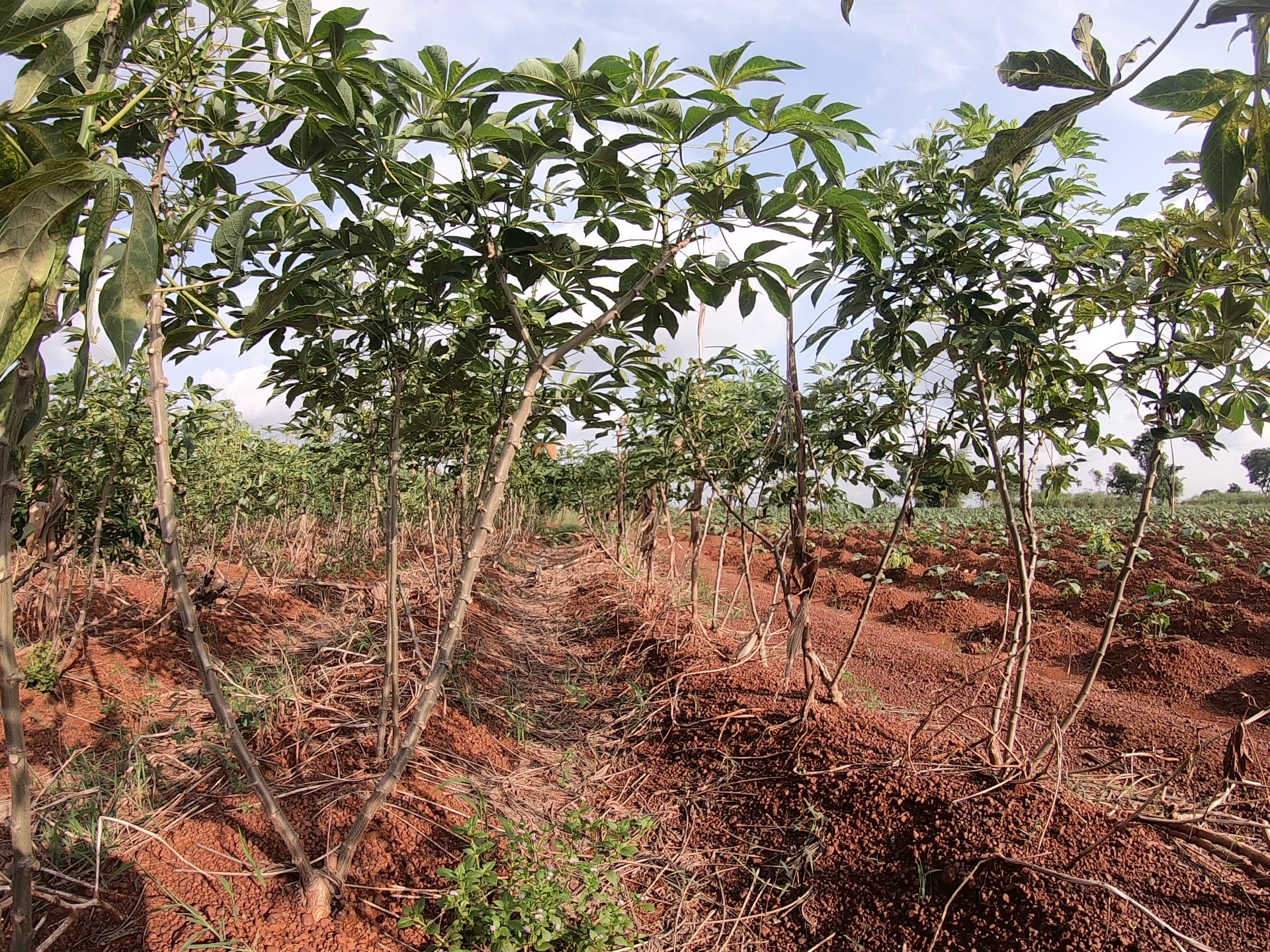 Autonomous Instance Segmentation Model by yolov8