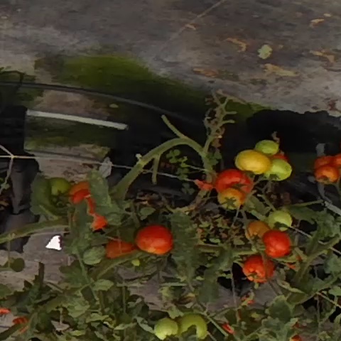 tomato Object Detection Model by yolov7