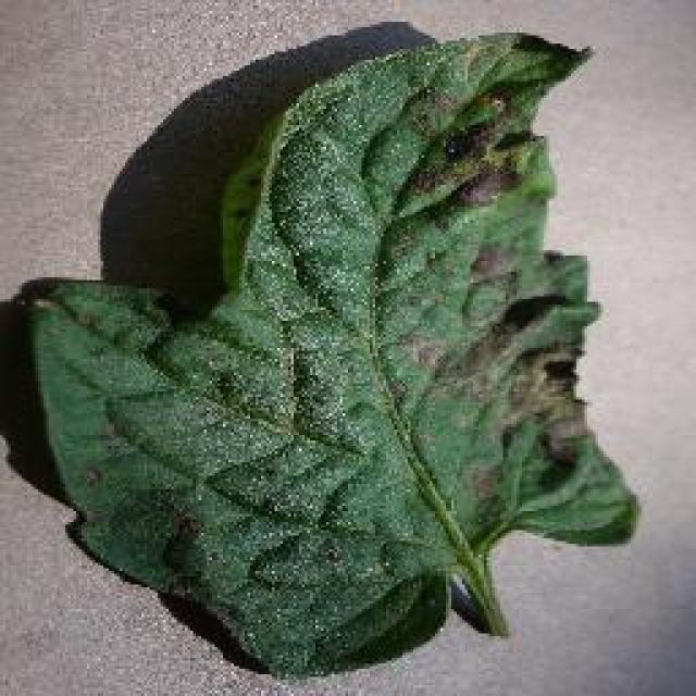 Tomato Leaf Disease Object Detection Dataset by bll