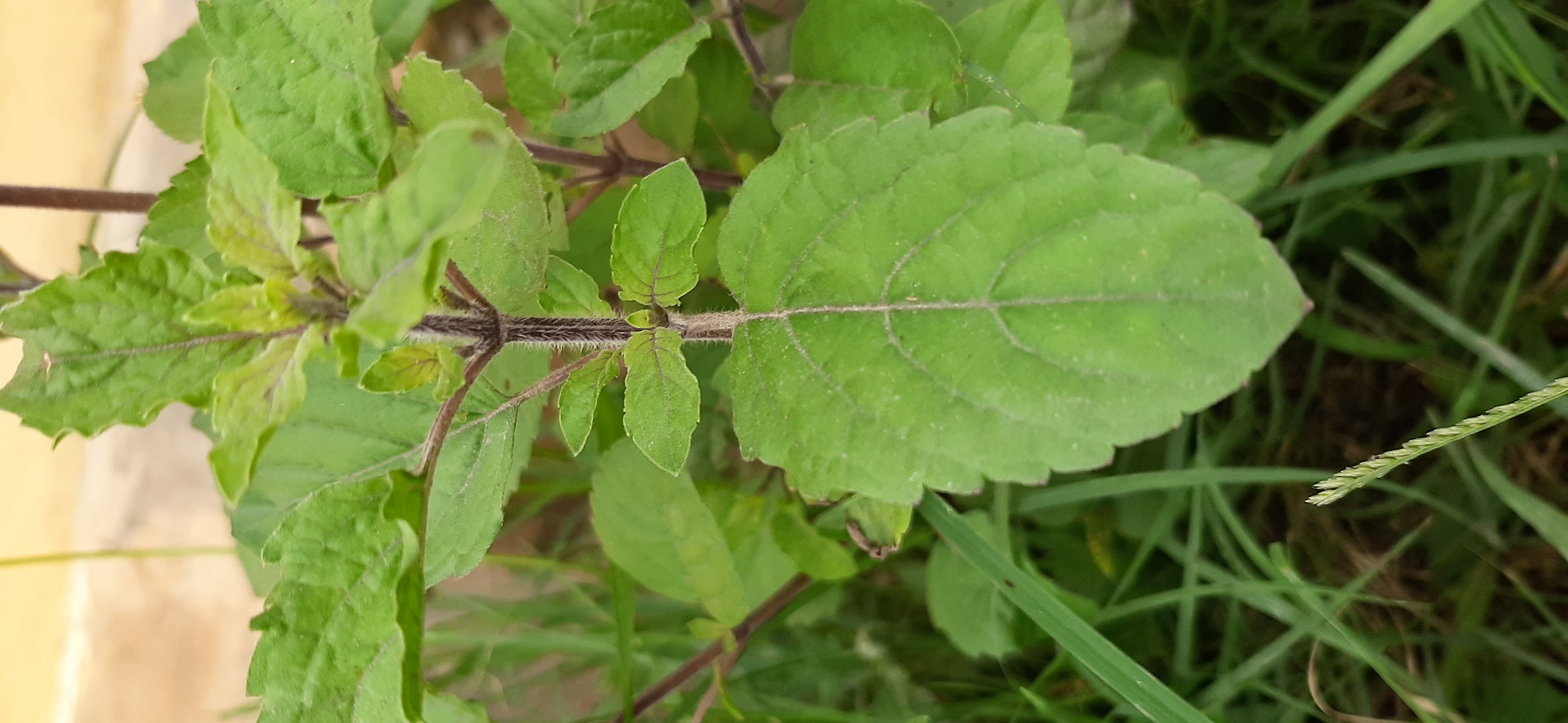 medicinal species Object Detection Dataset by leaves