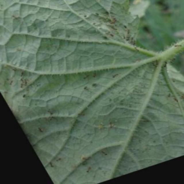 Cucumber Object Detection Dataset By Paul