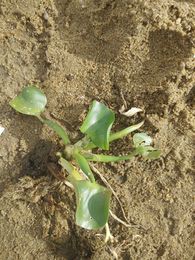 Detection of Water Hyacinth Object Detection Dataset and Pre-Trained Model by Detection Of water ...