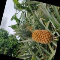 Pineapple Classification - Roboflow Universe