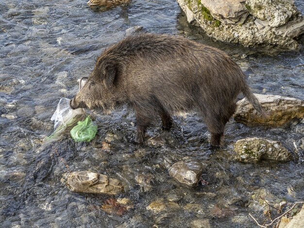 boar final Object Detection Dataset by deer