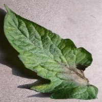 Tomato_late_blight Object Detection Dataset and Pre-Trained Model by Potato Early Blight