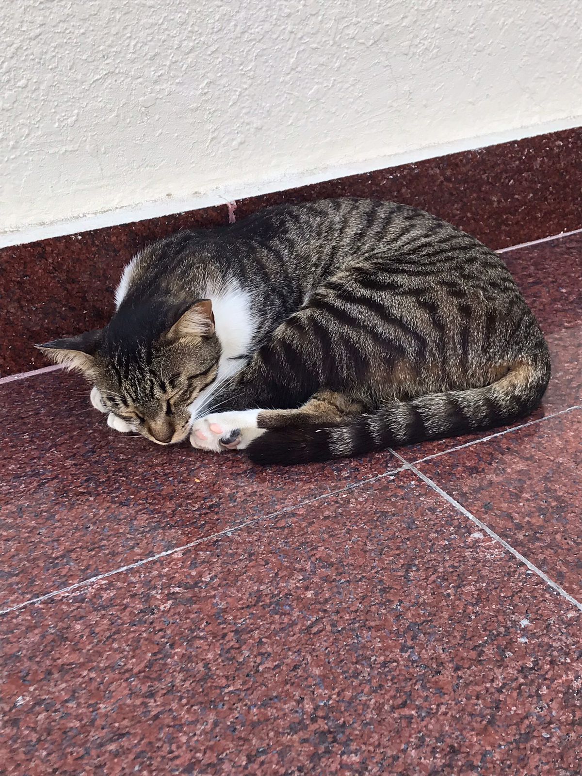 Cat Finder Object Detection Dataset By Cat