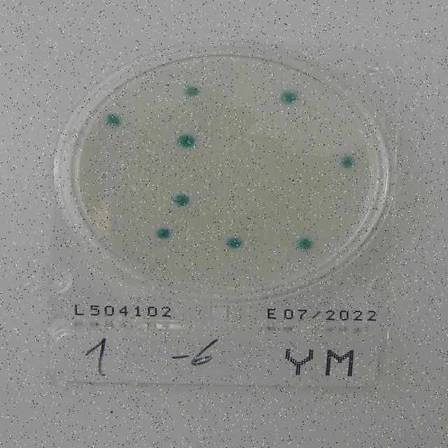 Colony Counter Dataset v1 Instance Segmentation Model by WonderfulCastleOfFun