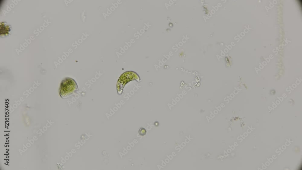 Algae Instance Segmentation Dataset by Alage