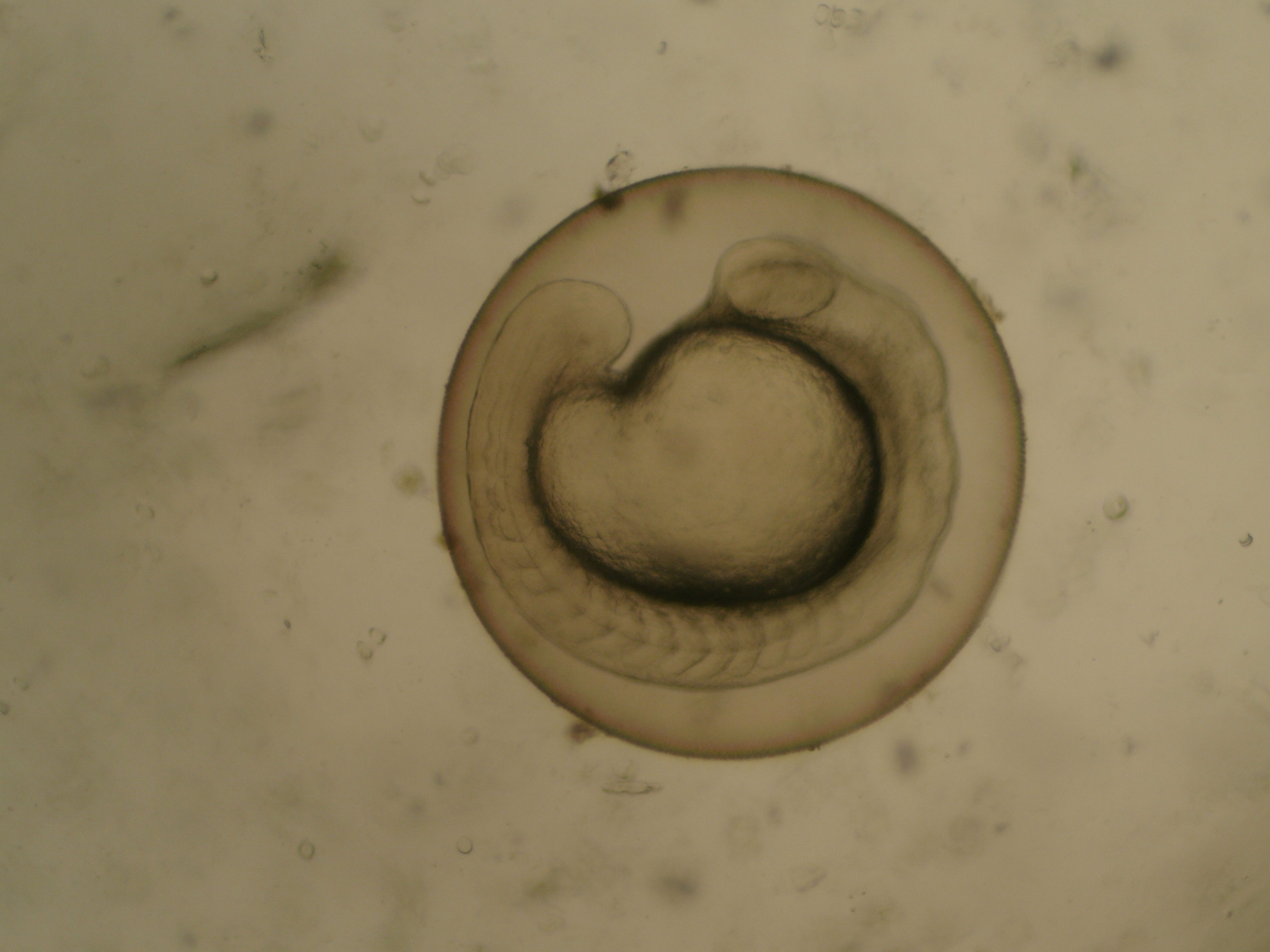 Zebrafish Realtime Imaging Object Detection Model by Training Data for Independent Research