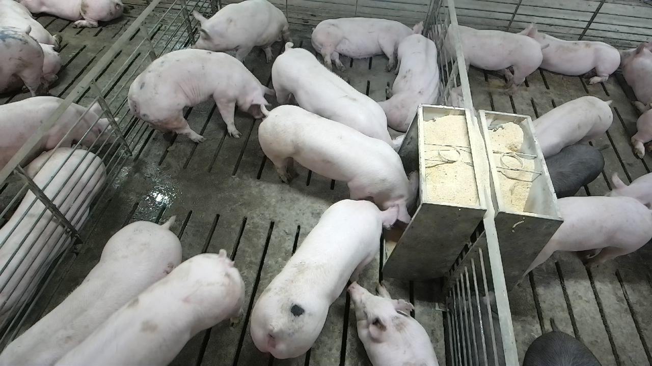 Pig posture detection Object Detection Dataset and Pre-Trained Model by MSU