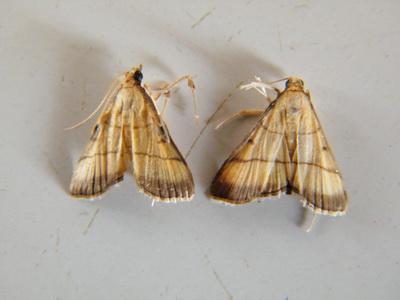 new_test Object Detection Dataset and Pre-Trained Model by datasets