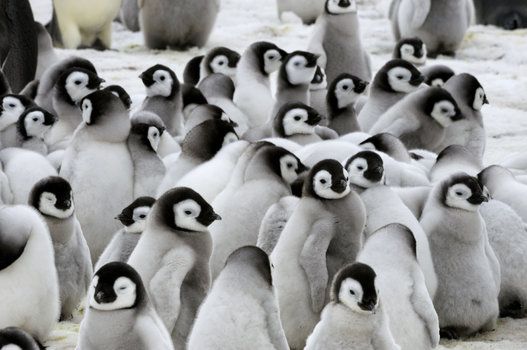 penguin Object Detection Dataset by penguin