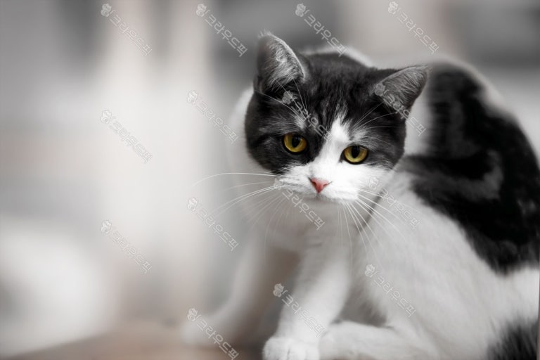 cat Object Detection Model by leechanyoung