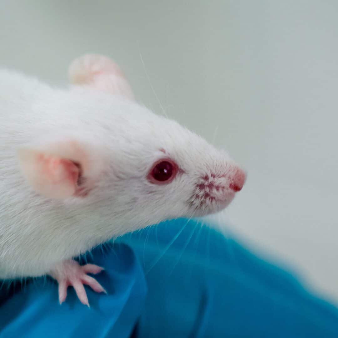 Rats Object Detection Dataset by Research project