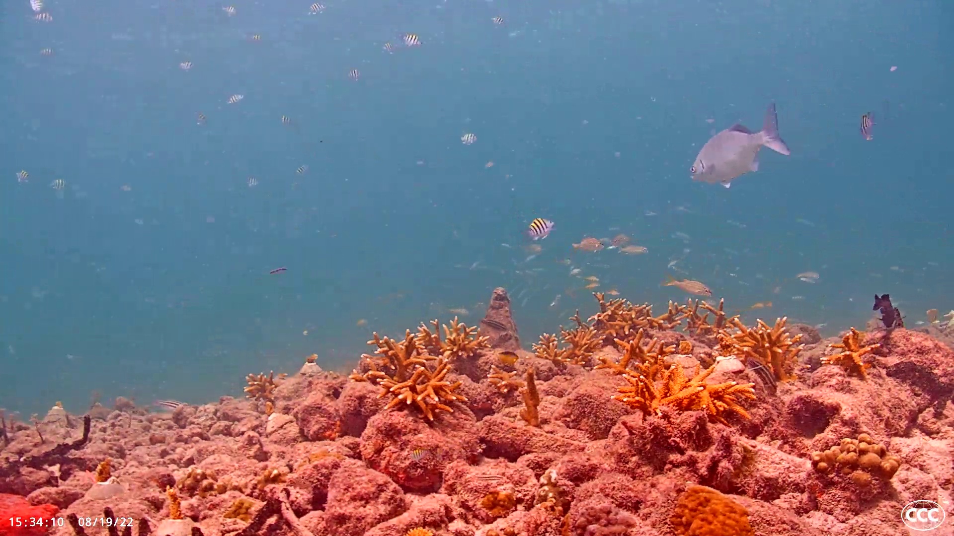 fish identification Object Detection Dataset and Pre-Trained Model by ...