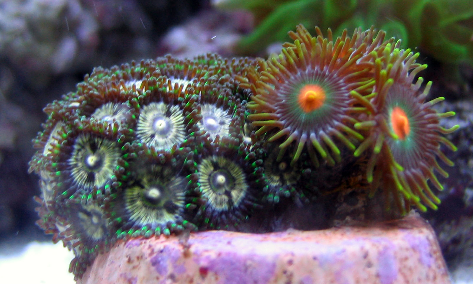 Coral Detection Object Detection Model (v1, 2023-11-15 12:02am) by Data Sets for Research