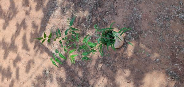 Medicinal Plants Identification Object Detection Dataset And Pre Trained Model By Medicinal Plants