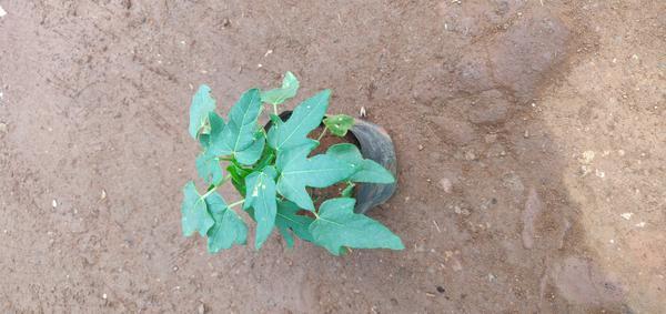 Medleaf Object Detection Dataset And Pre Trained Model By Medicinal Plants