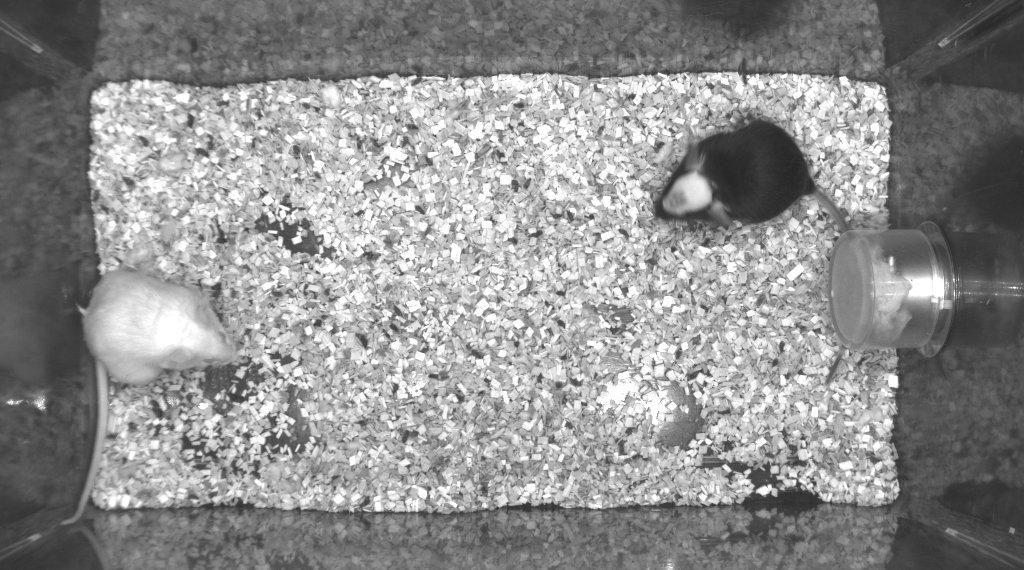 Mouse Detection - Roboflow Universe