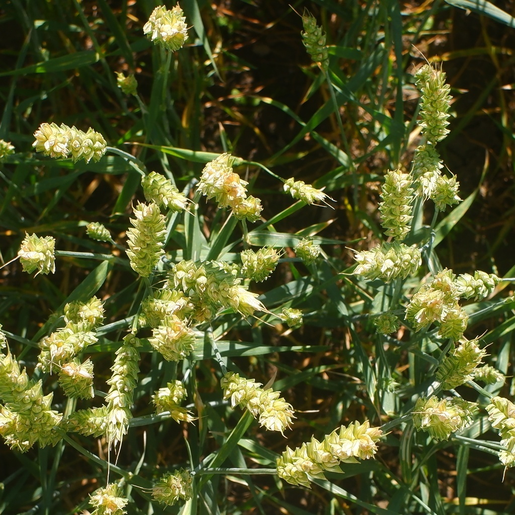 Psenica_GWHD Object Detection Dataset by psenica