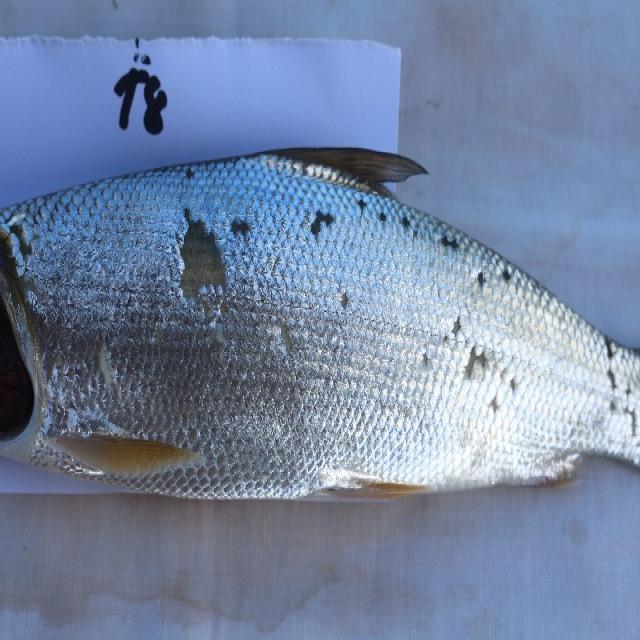 Fish Classification Object Detection Dataset and Pre-Trained Model by ...